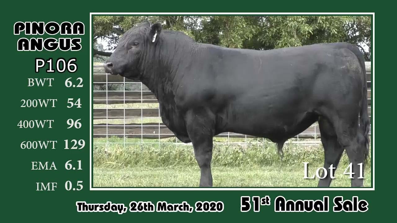 Lot 41 Pinora 2020 - YouTube