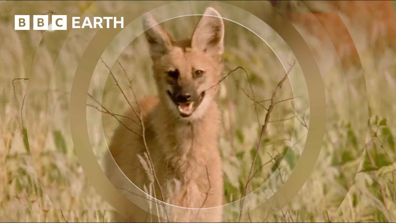 The Rare and Elusive Maned Wolf | How Nature Works | BBC Earth Kids ...