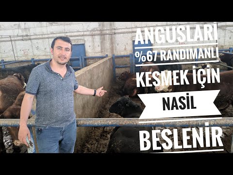 Angus Irkı Danaların %67 RANDIMANLI Kesim için Nasıl BESLENİR ?