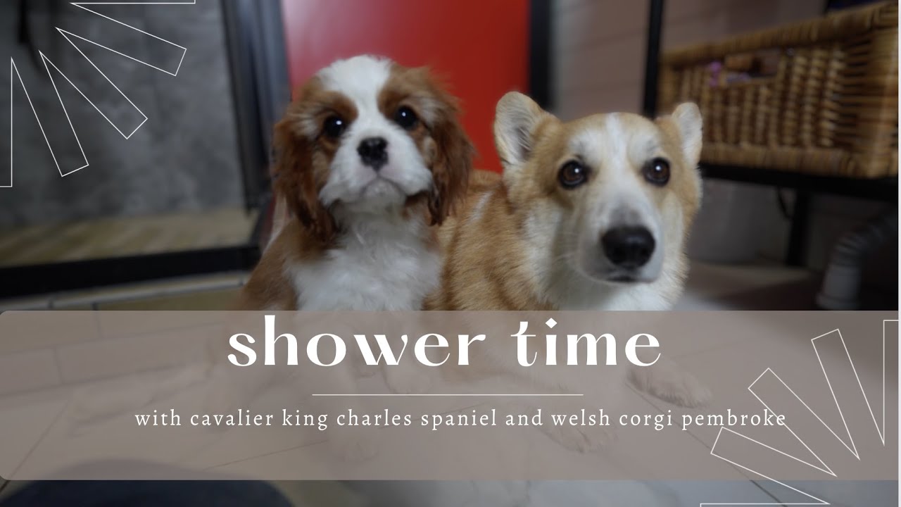 Corgi and cavalier spaniel take a shower together for the first time ...