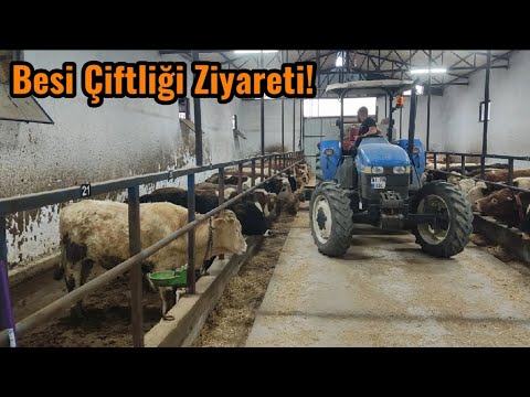 Sıfırdan Çobanlık: Besi Çiftliği Ziyareti Yemleme Anı ve Çiftlik Atmosferi | Part 6 | Kasım 2025