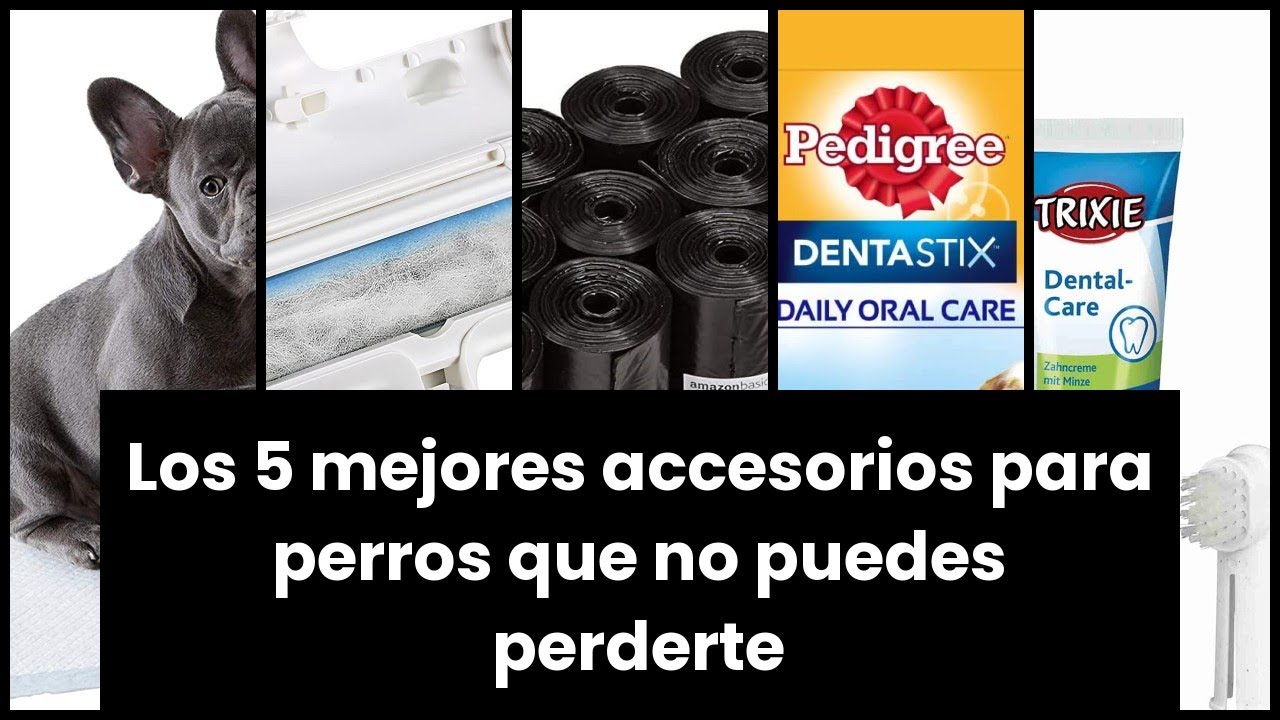 Perros accesorios: Los 5 mejores accesorios para perros que no puedes ...