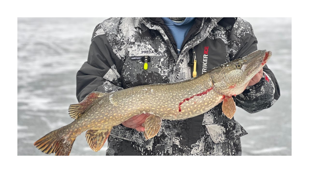 Tips and Tricks Big Northern Pike Ice Fishing - YouTube