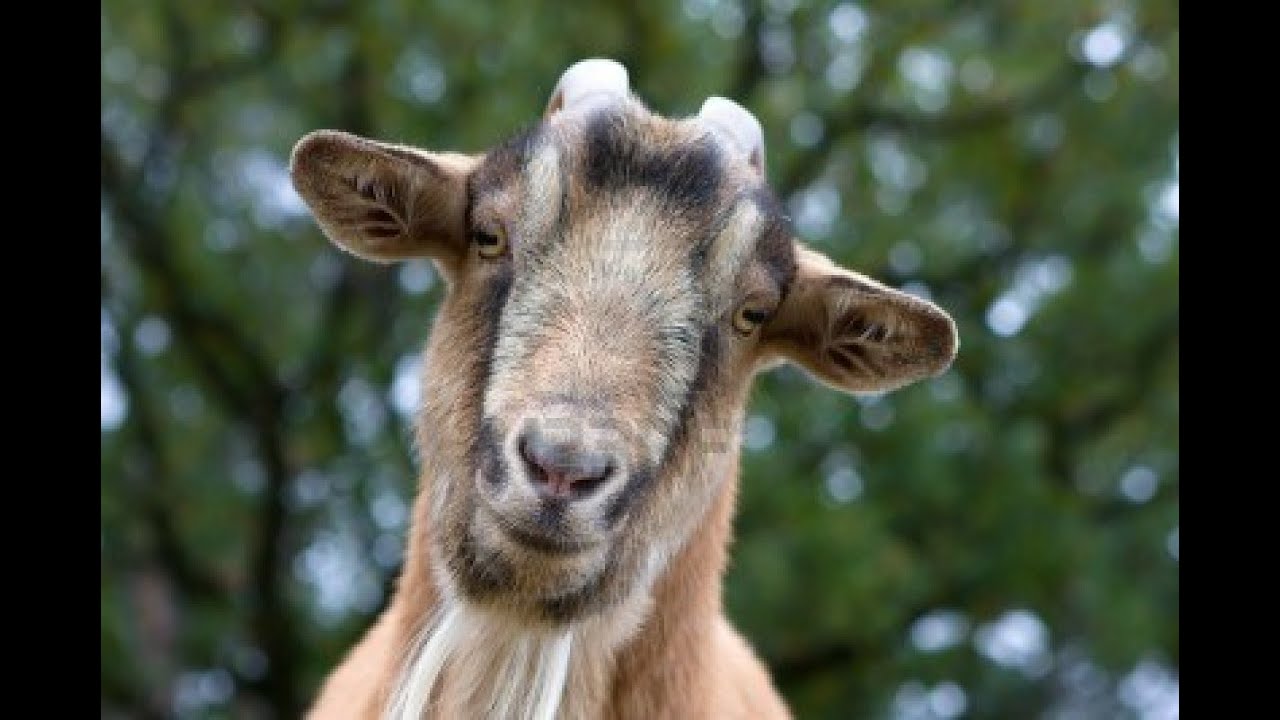 Loads Of Goats Vlog #54 - YouTube