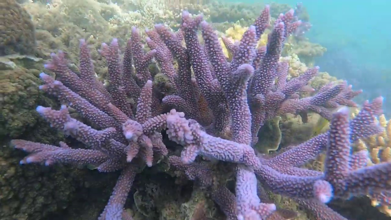 Fitzroy Island Reef Snorkelling - Queensland Australia - YouTube