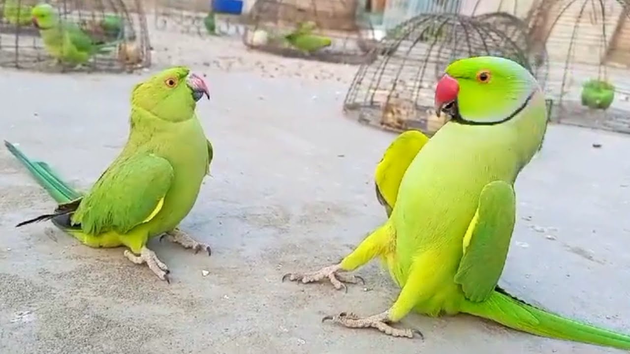 Ringncek Parrot Dance Parrots - YouTube