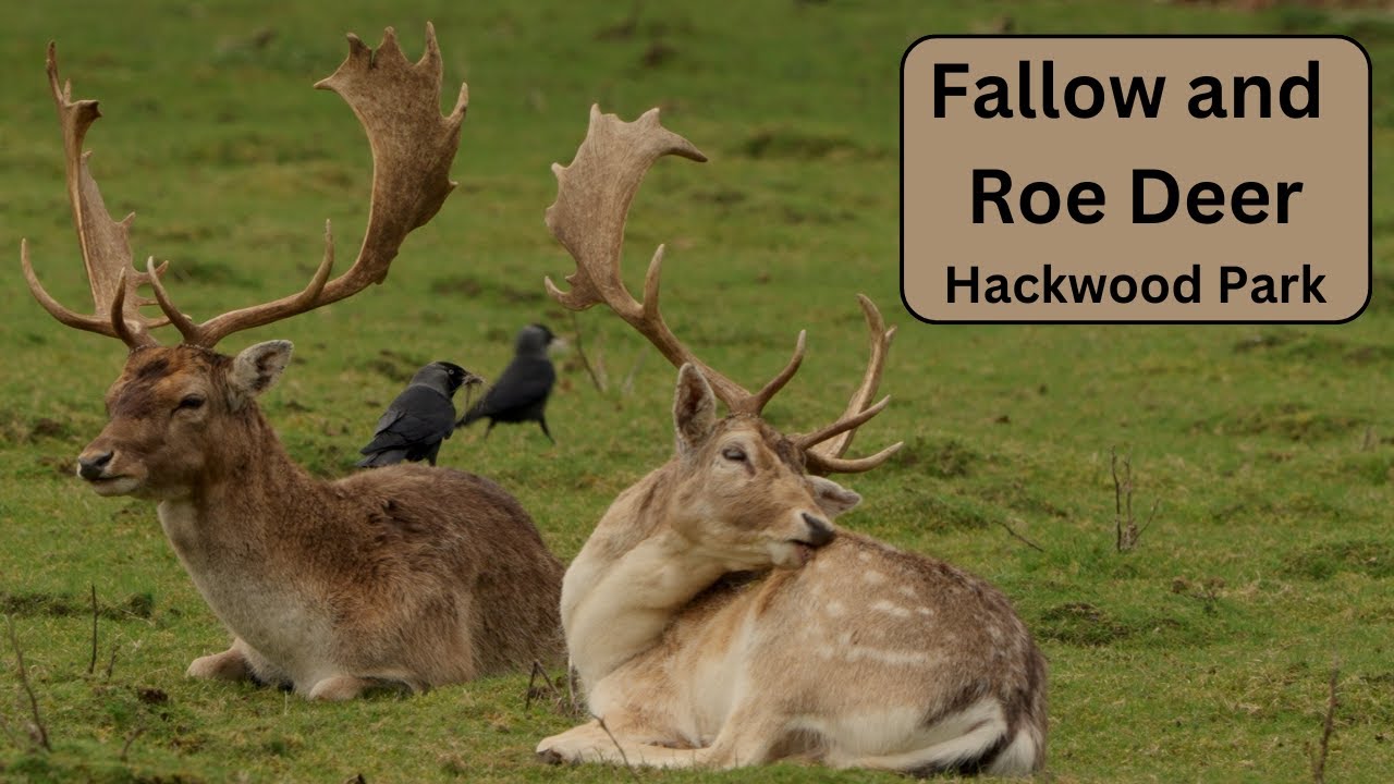 Hackwood Park - Roe and Fallow Deer with a singular hare! - YouTube