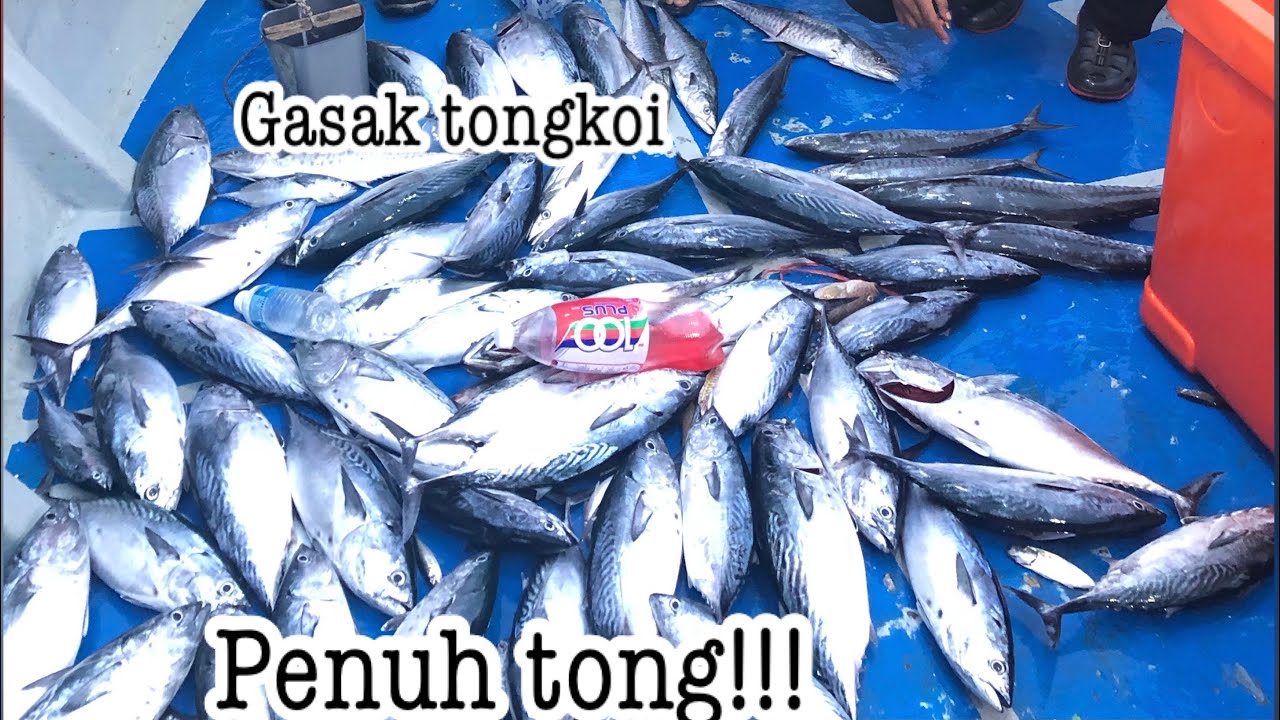 Gasak tongkoi@aya penuh tong/full jigging😍 #kicapfishing #kicaphook # ...