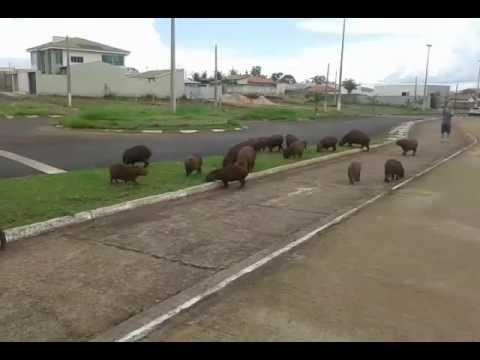 Lago dos Buritis Goiatuba - YouTube