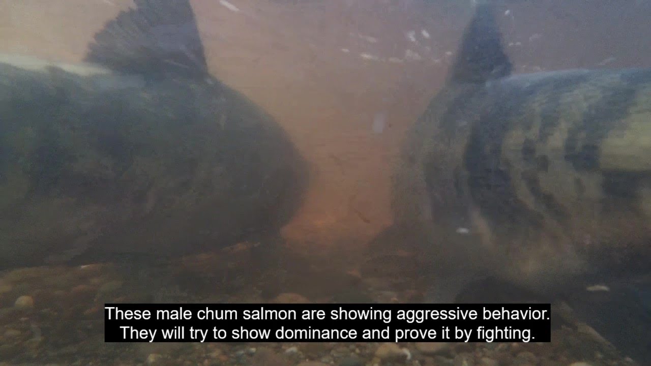 Male Chum Salmon Aggression - YouTube