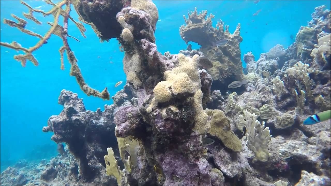 Antigua 4.16 Cades Reef HD - YouTube