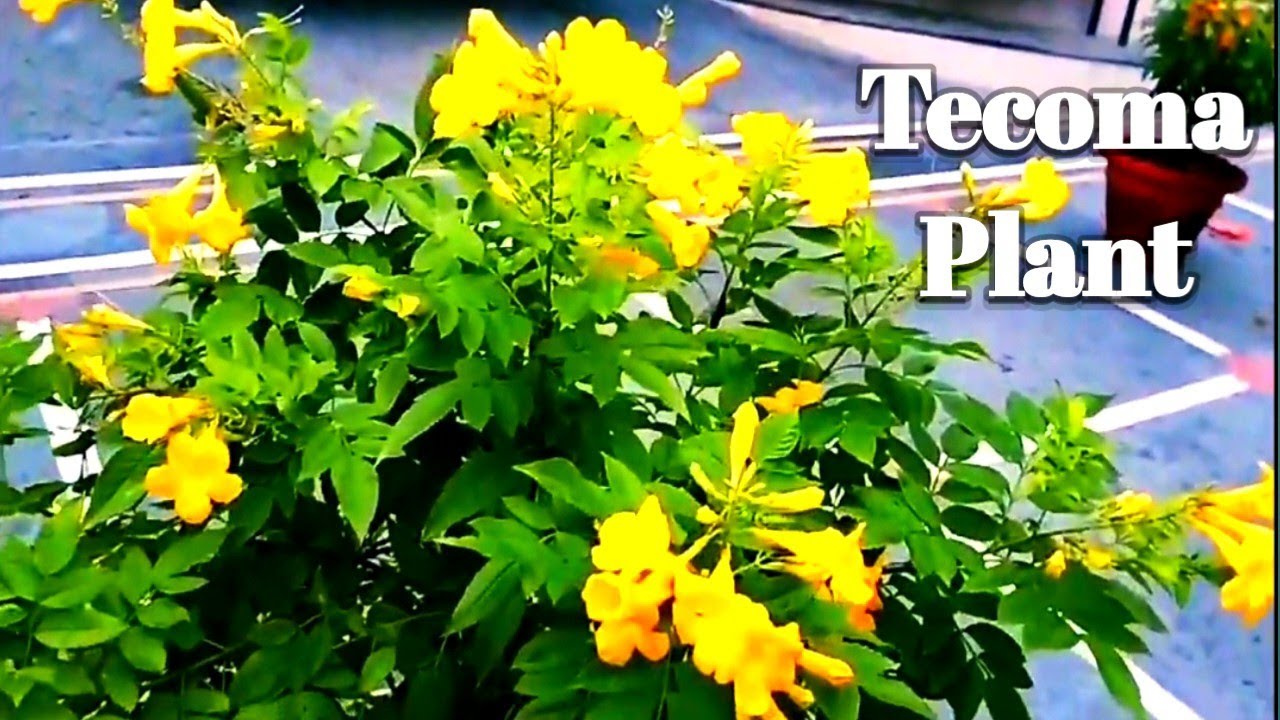 Tecoma plant Care Tips ll How To Take Care Tecoma Flowering Plants ll ...
