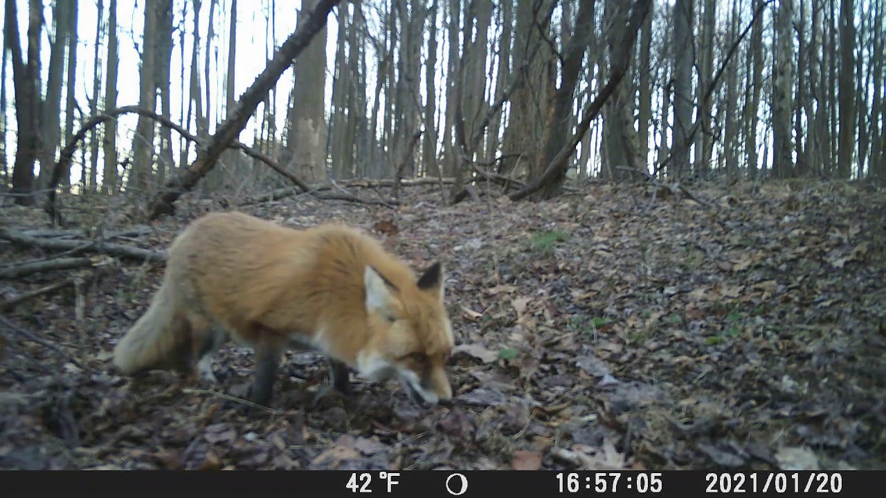 foxy feast 1 20 21 - YouTube