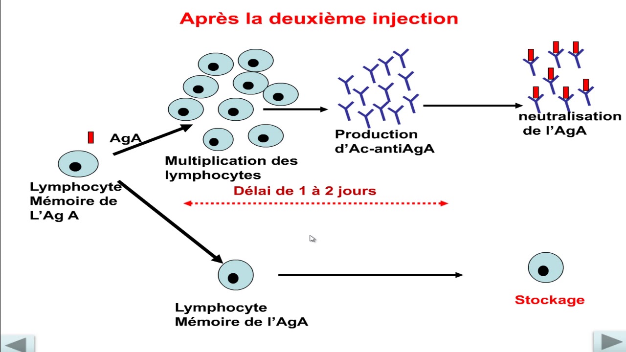 L'immunité :la mémoire immunitaire - YouTube
