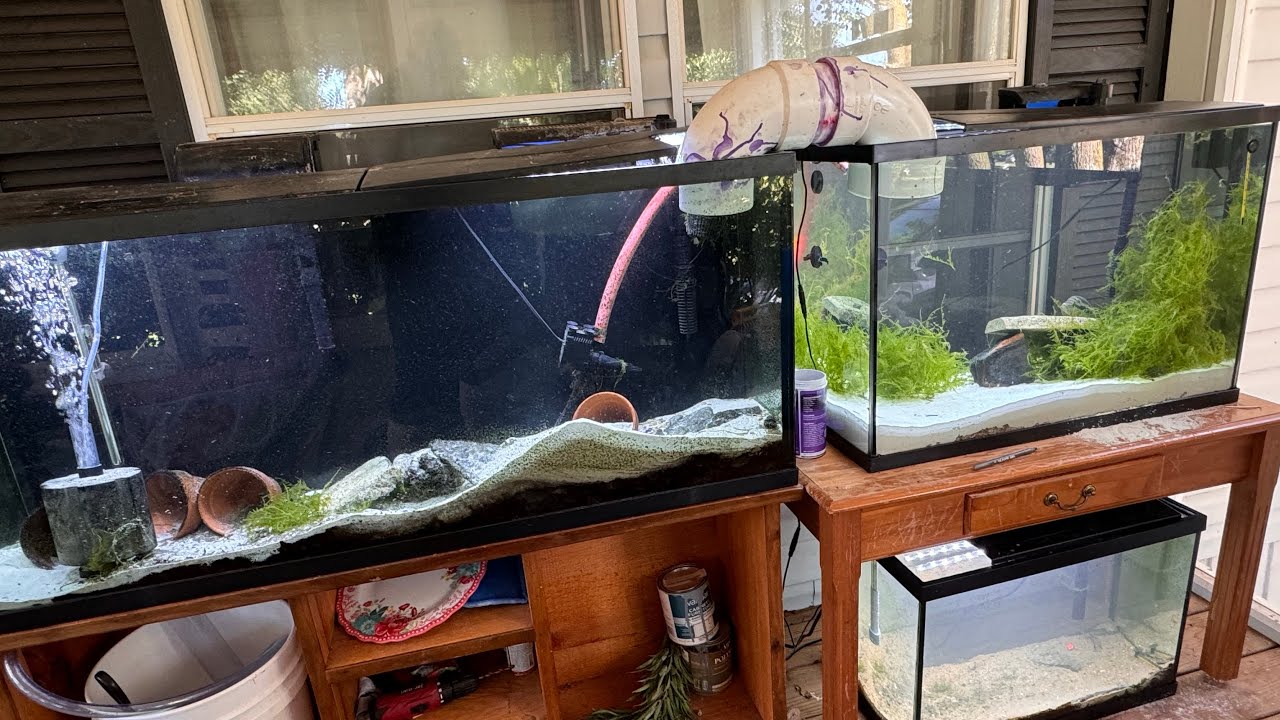 The ultimate double aquarium set up !! - YouTube