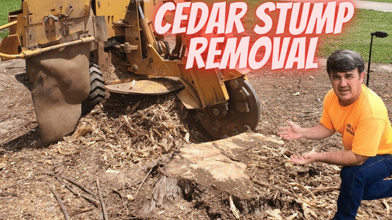 "Front yard Battle: Conquering Cedar Stumps with Stump Grinding!" - YouTube