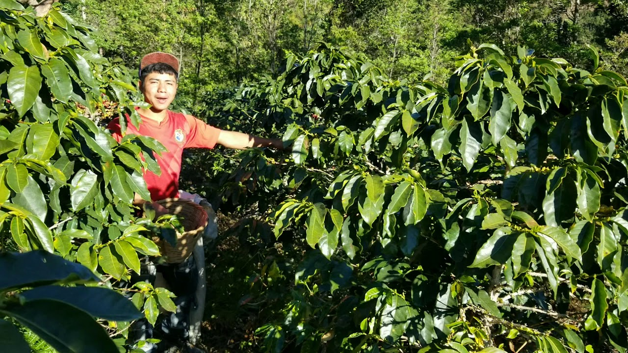 Cortando Cafe con el churro - YouTube