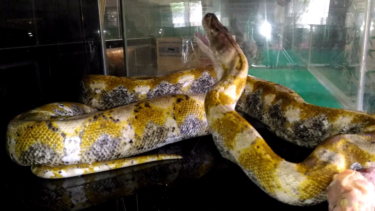 RETIC CALICO FEEDING RESPON from INDONESIAN - YouTube
