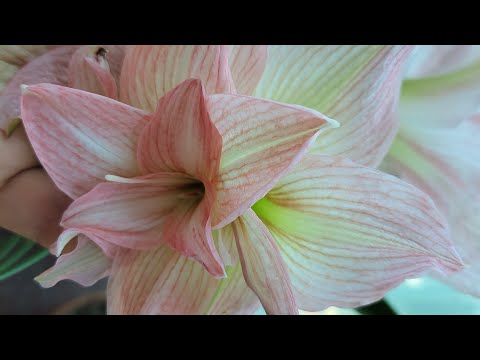 아마릴리스 9 좀비 Amaryllis \