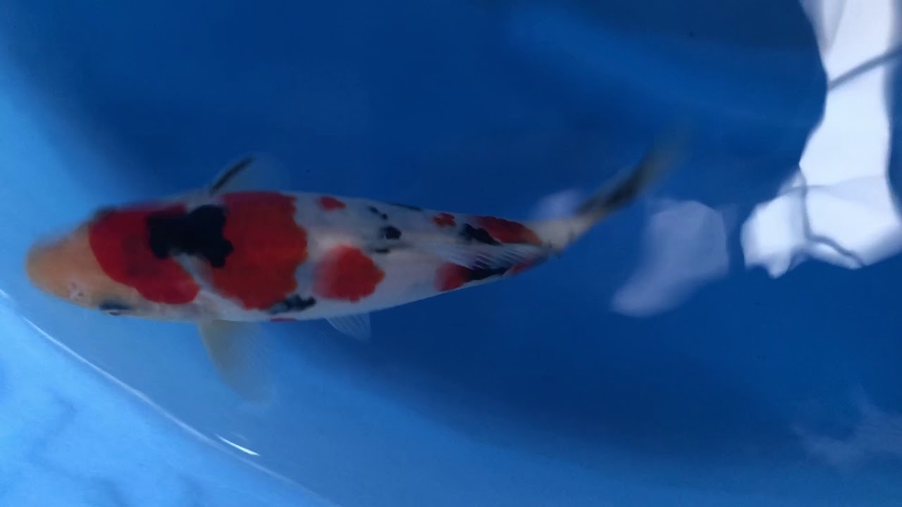 Tani Fish Farm Tategoi Sanke Jan 2019 - YouTube