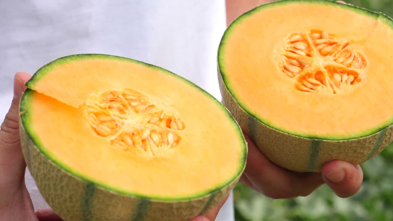 Melón cantaloup larga vida Solmarín y Jacobo ¡Líderes en exportación ...