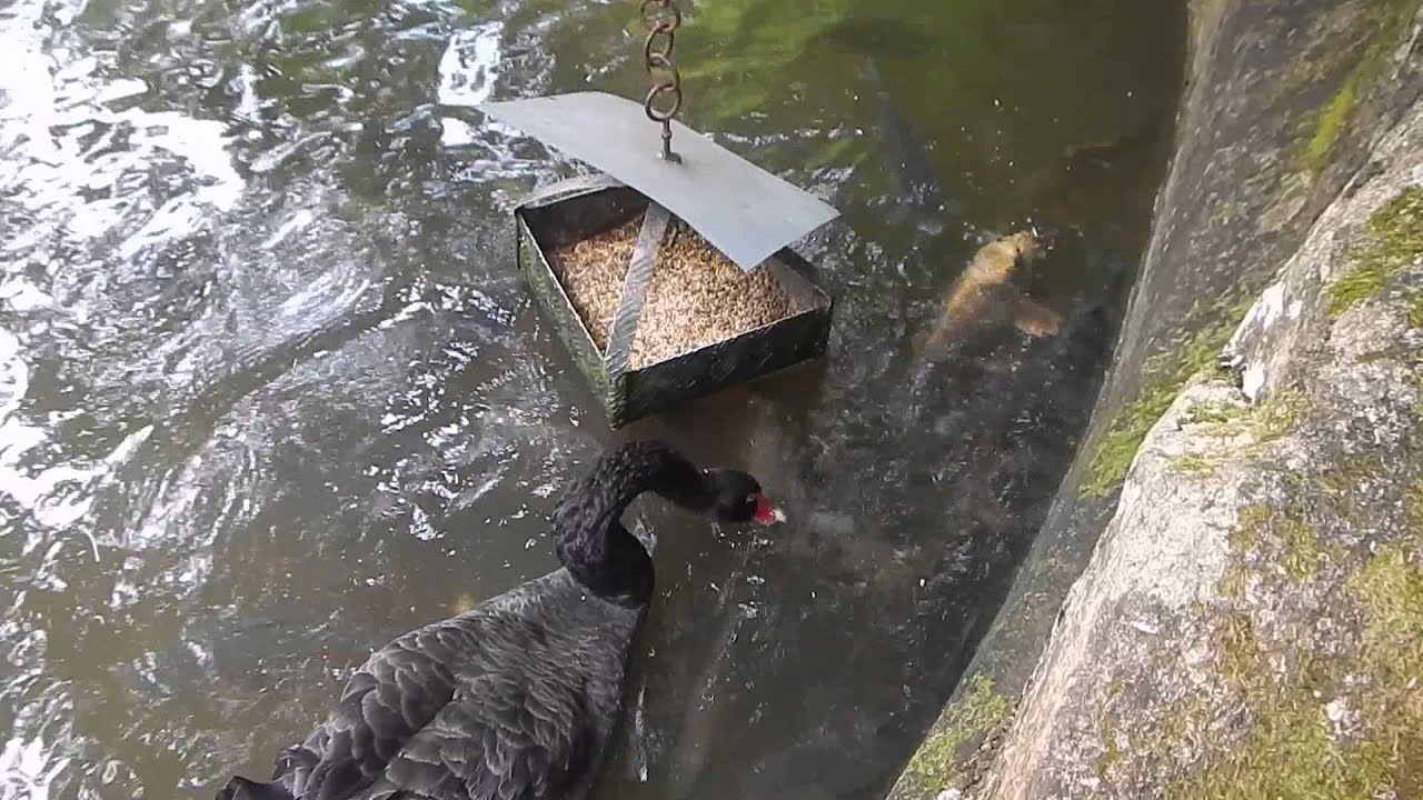 Black swan feeding the fishes - YouTube