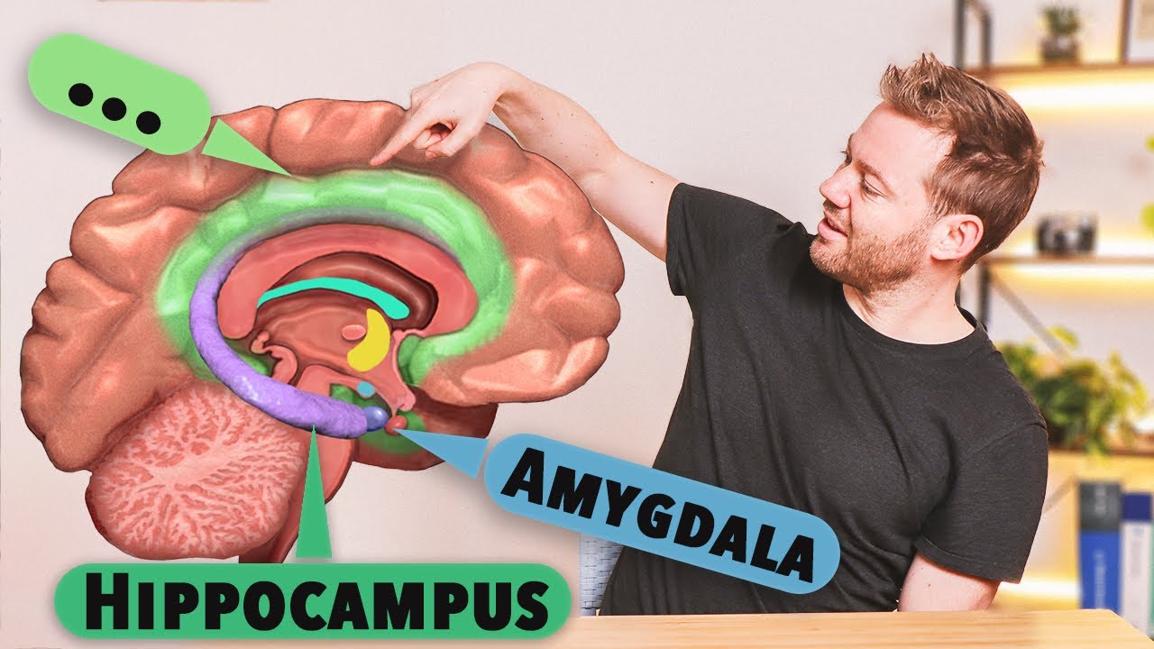 Amygdala And Hippocampus