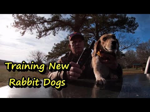 How to train beagles to run rabbits/How to train great rabbit dogs ...