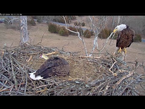 Congratulations Bella & Scout Egg-citing Day - Scout Checks Out the Egg ...