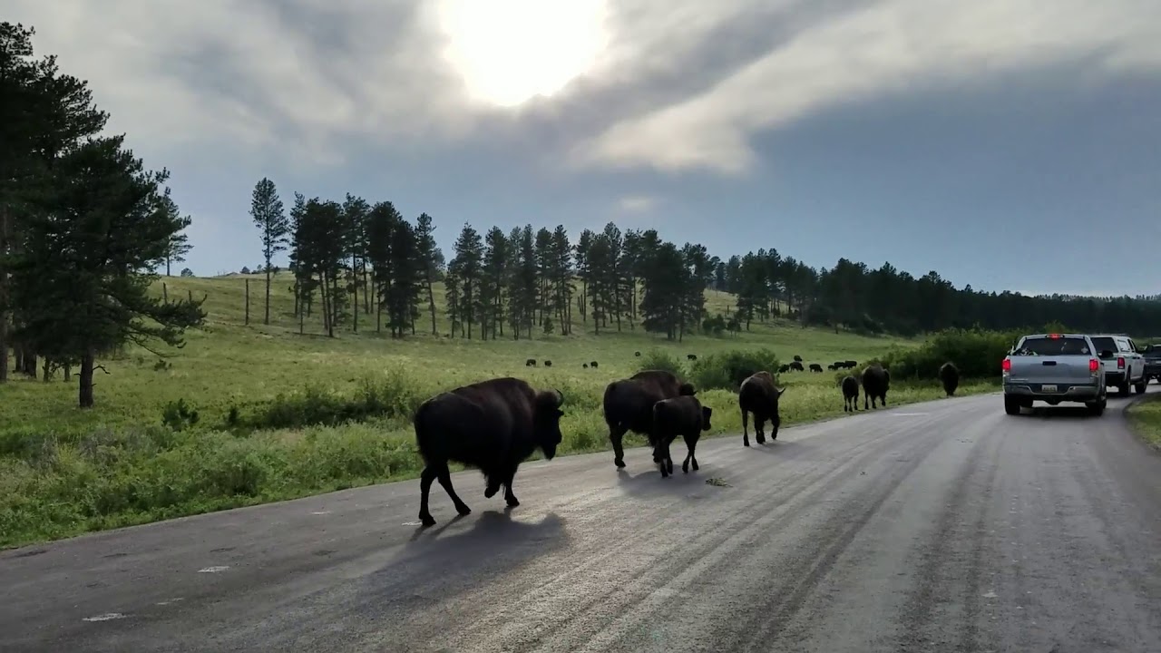Bison and Elk in Custer State Park, SD - YouTube