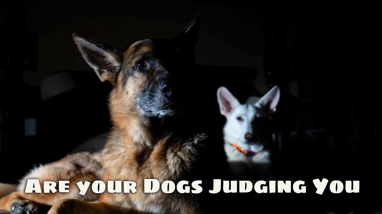 Are Your Dogs Judging You? - A Dogs Life Video - YouTube
