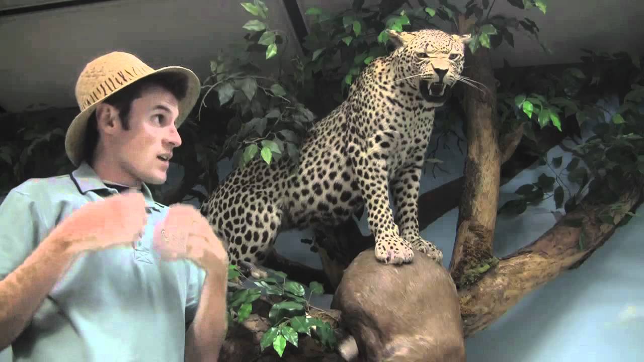 Leopard - YouTube