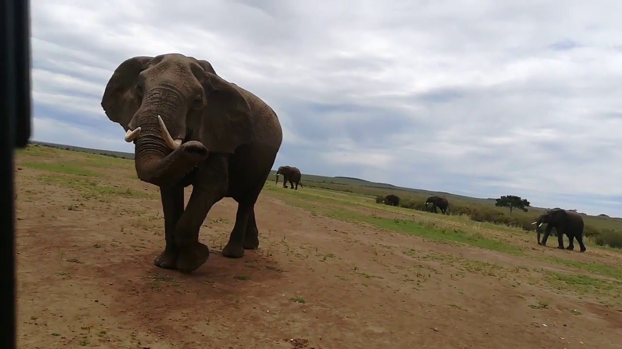 Elephants Walking Near Humans, Africa - YouTube