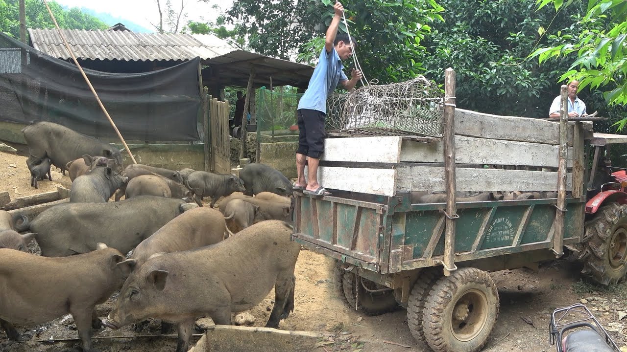 Harvesting 30 Pigs Raised In The Farm Sell To Traders - Use Truck ...