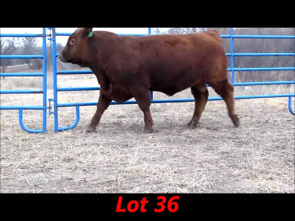 Overmiller 2011 Fall Red Balancer Bulls - YouTube