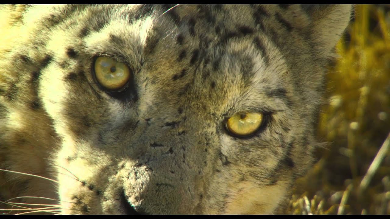 Disneynature Born in China 2016 Teaser Trailer Disney - YouTube