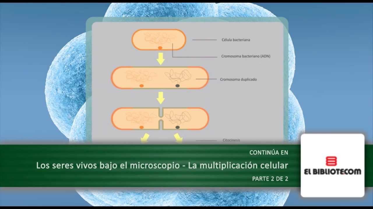 La multiplicación celular 1 de 2 - YouTube