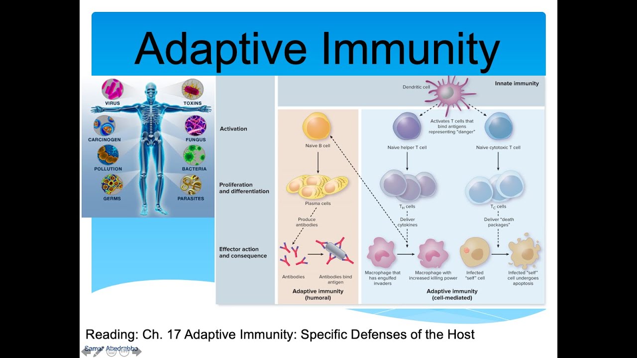Adaptive Immunity Lecture (Immune System Part 2) - YouTube