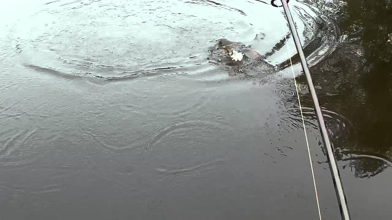 bass fishing from inflatable pontoon,rhino vx 54 - YouTube