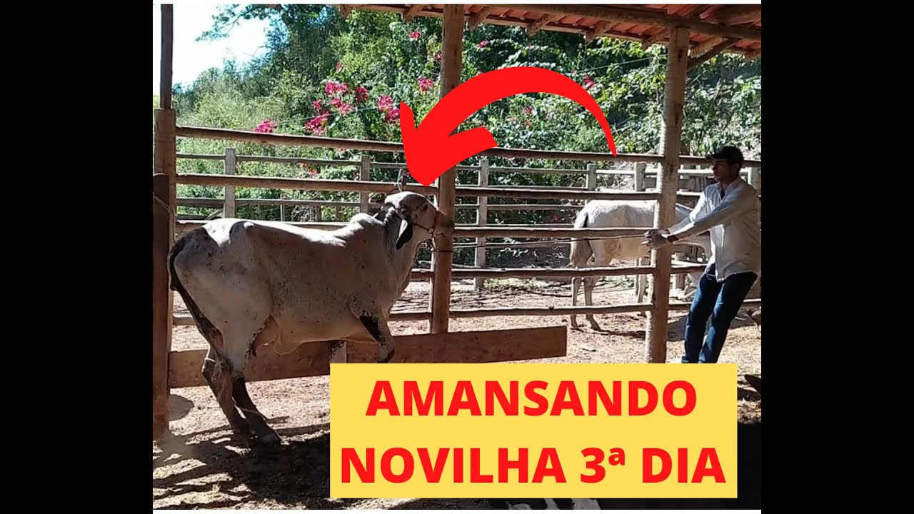 Amansando a Novilha - veja o que aconteceu - YouTube