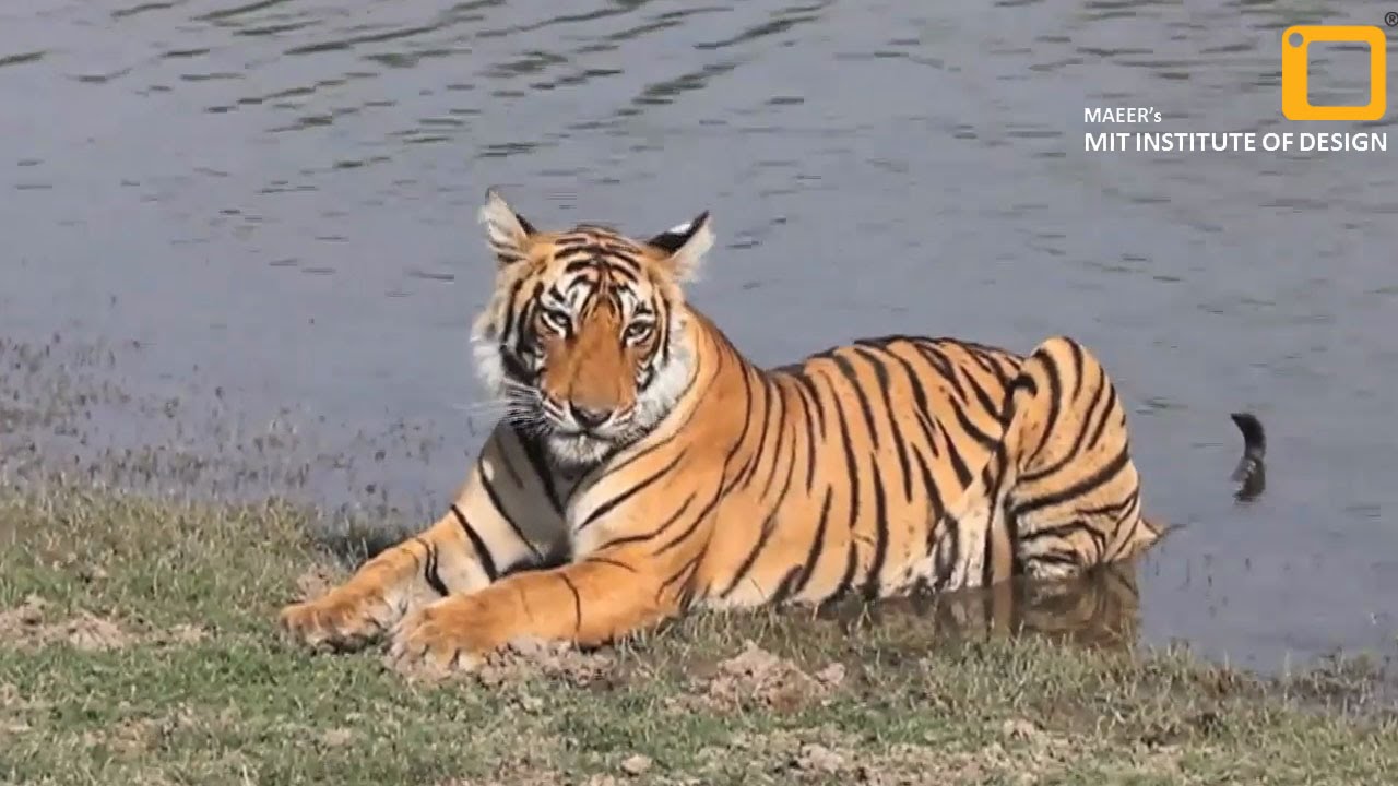 Wild life Documentary Short Film - Living in harmony with Nature - YouTube