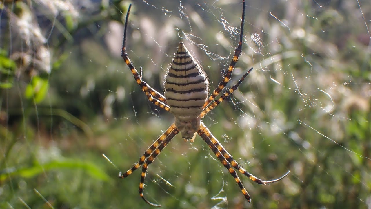 Bijzondere mooie spinnen filmen op Gran Canaria; #Vlog371 - YouTube