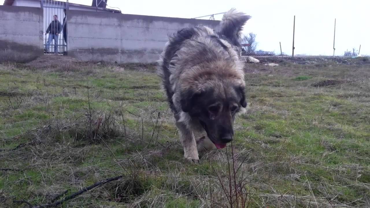 Qent e sharrit Prizren 2 - YouTube