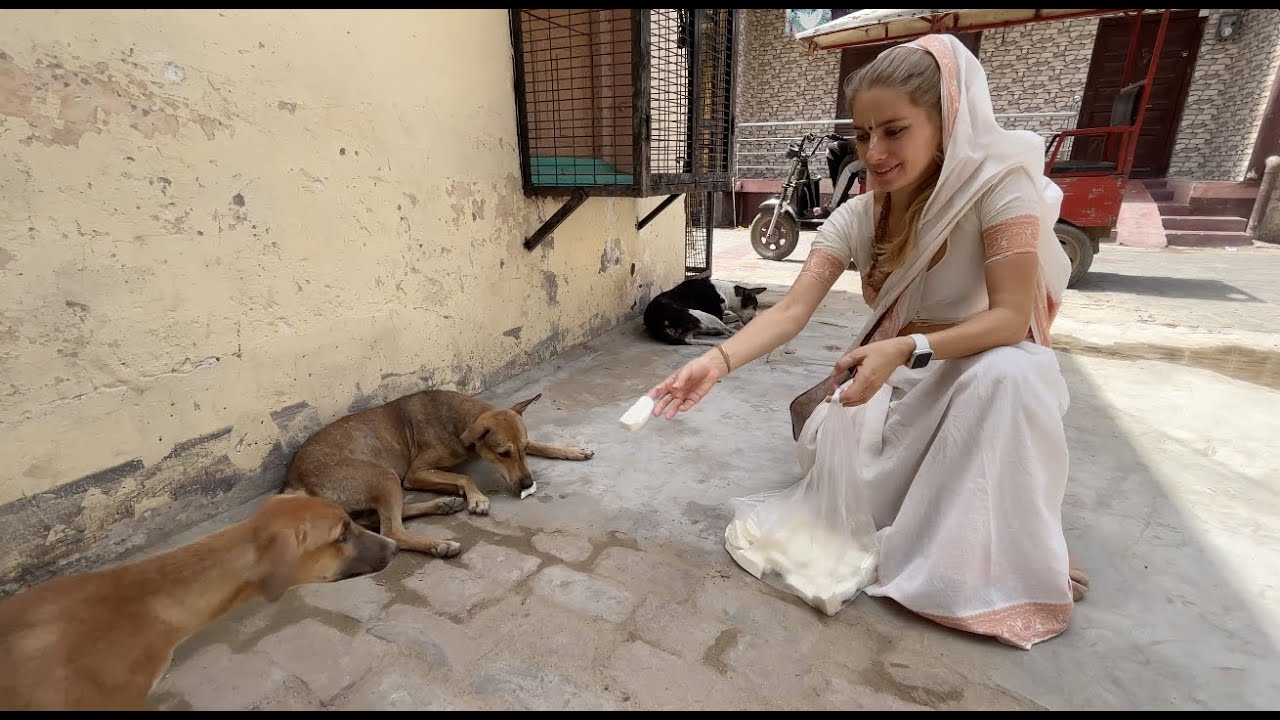 15 kg of PANEER for Vrindavan DOGS! - YouTube