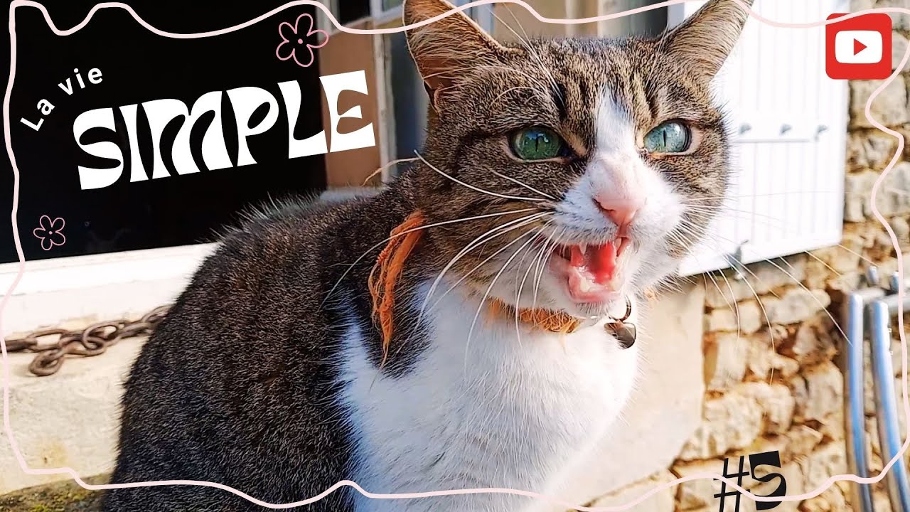 #5 - La vie simple - YTB5.mp4 - YouTube