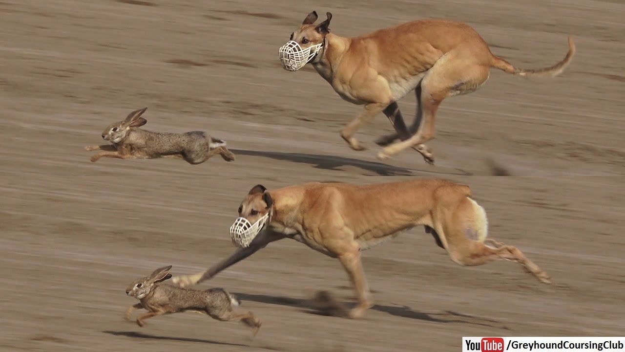 Racing dogs chase real rabbit - YouTube