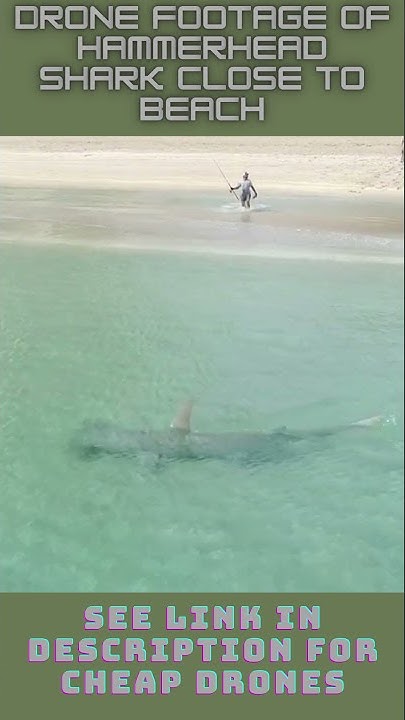 Drone Footage Of Hammerhead Shark Close to Beach #Shorts - YouTube