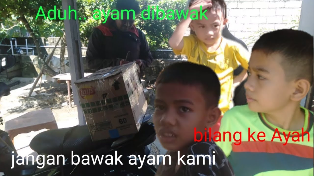 Pulang kampung jemput ayam | kebundurian - YouTube