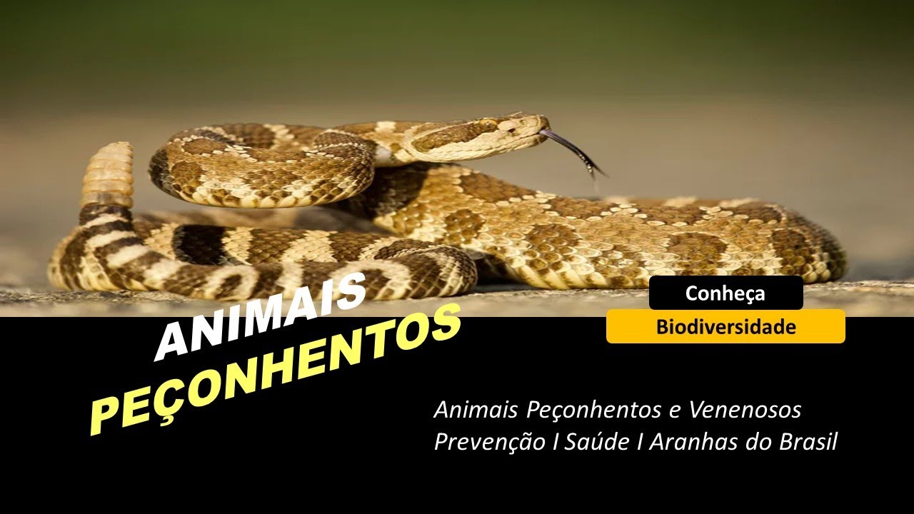 Saiba Como se Proteger de animais venenosos e peçonhentos I Aranhas do ...