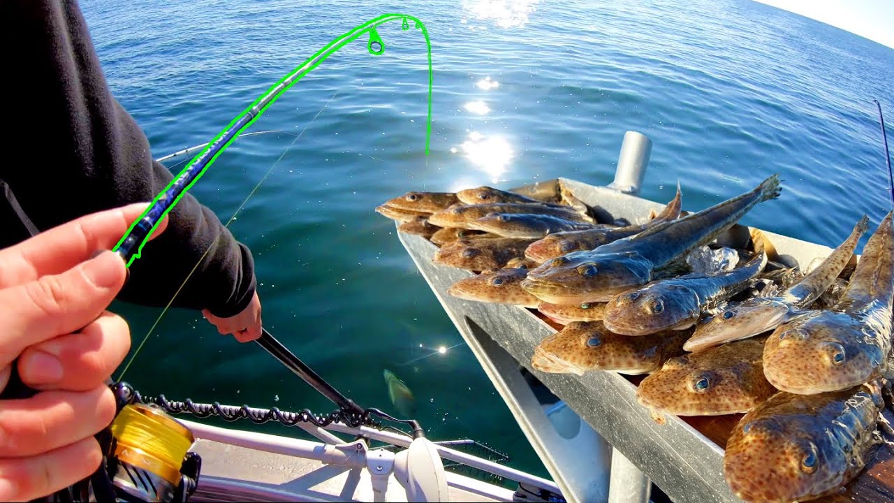 Catching a feed of FLATHEAD #flatheadfishing - YouTube
